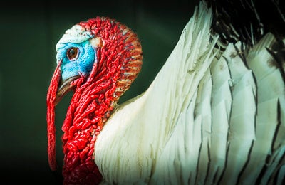 Turkey Side View | Cards by Tom